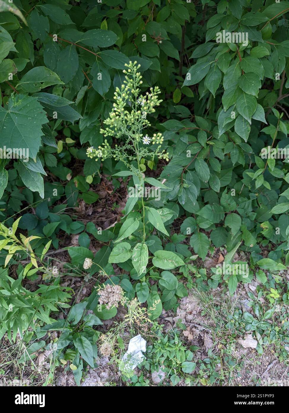 Arrow-leaved Aster (Symphyotrichum urophyllum Stock Photo - Alamy
