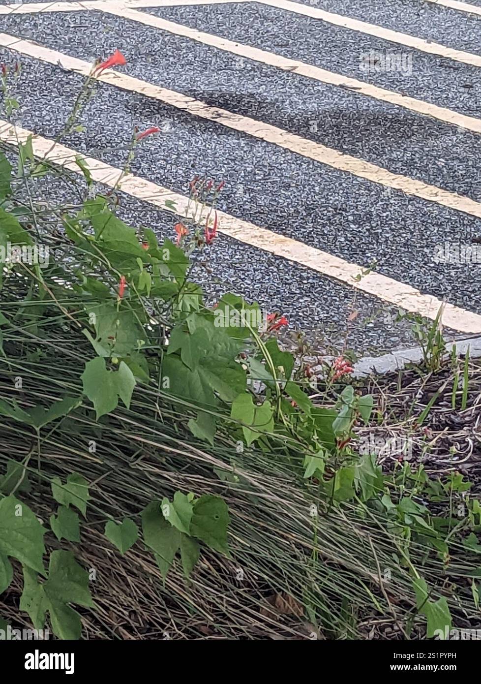 scarlet creeper (Ipomoea hederifolia Stock Photo - Alamy