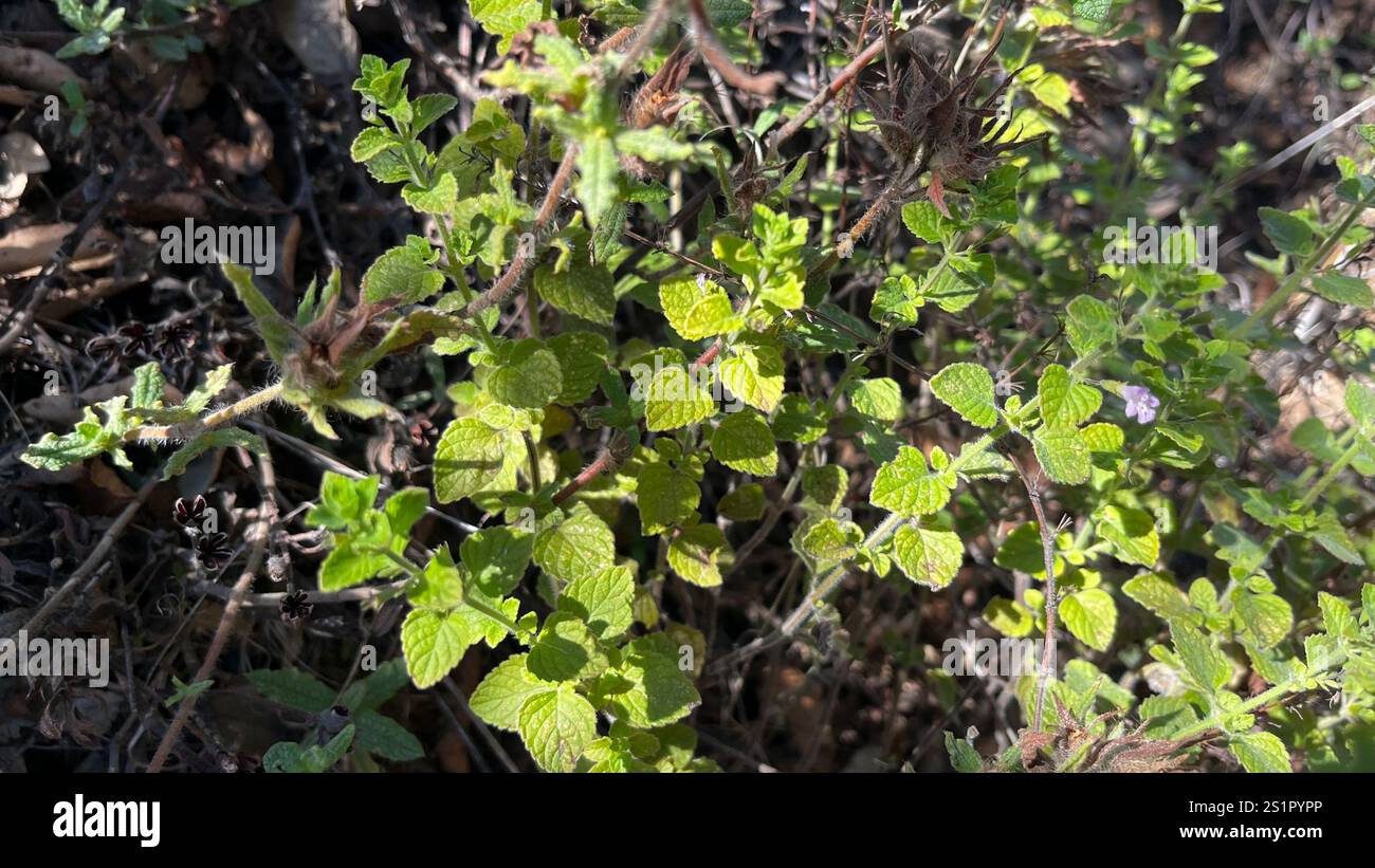 Wood Calamint (Clinopodium menthifolium Stock Photo - Alamy