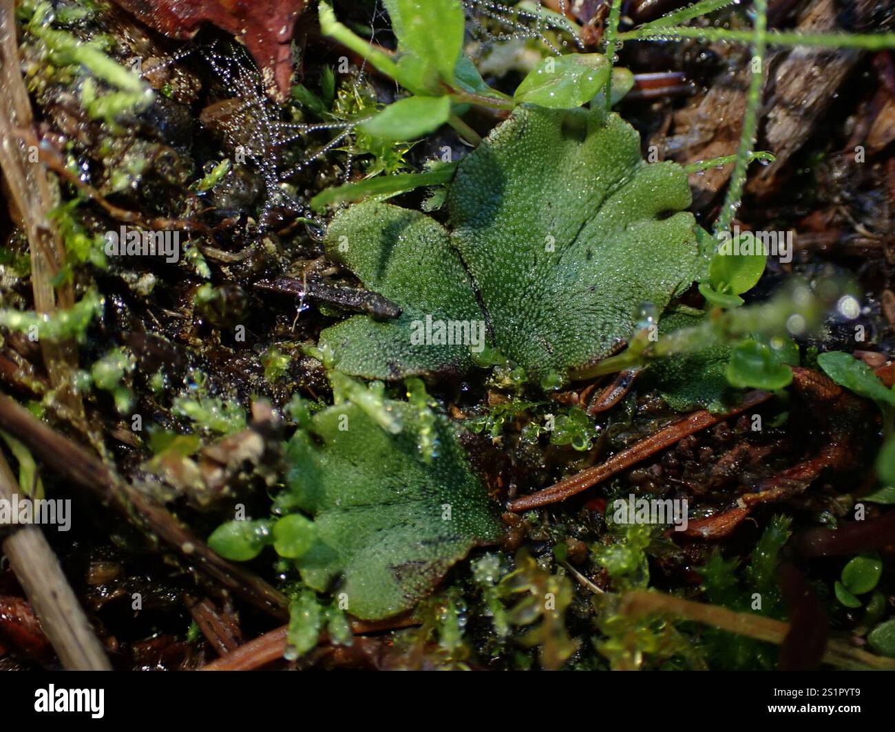 Common Liverwort (Marchantia polymorpha Stock Photo - Alamy