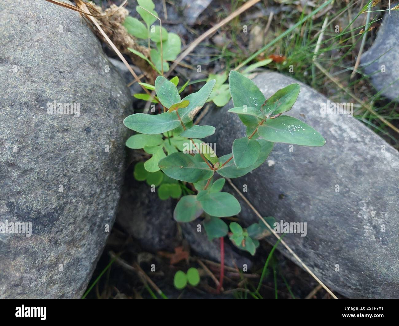 Fraser's marsh St. John's-wort (Hypericum fraseri Stock Photo - Alamy