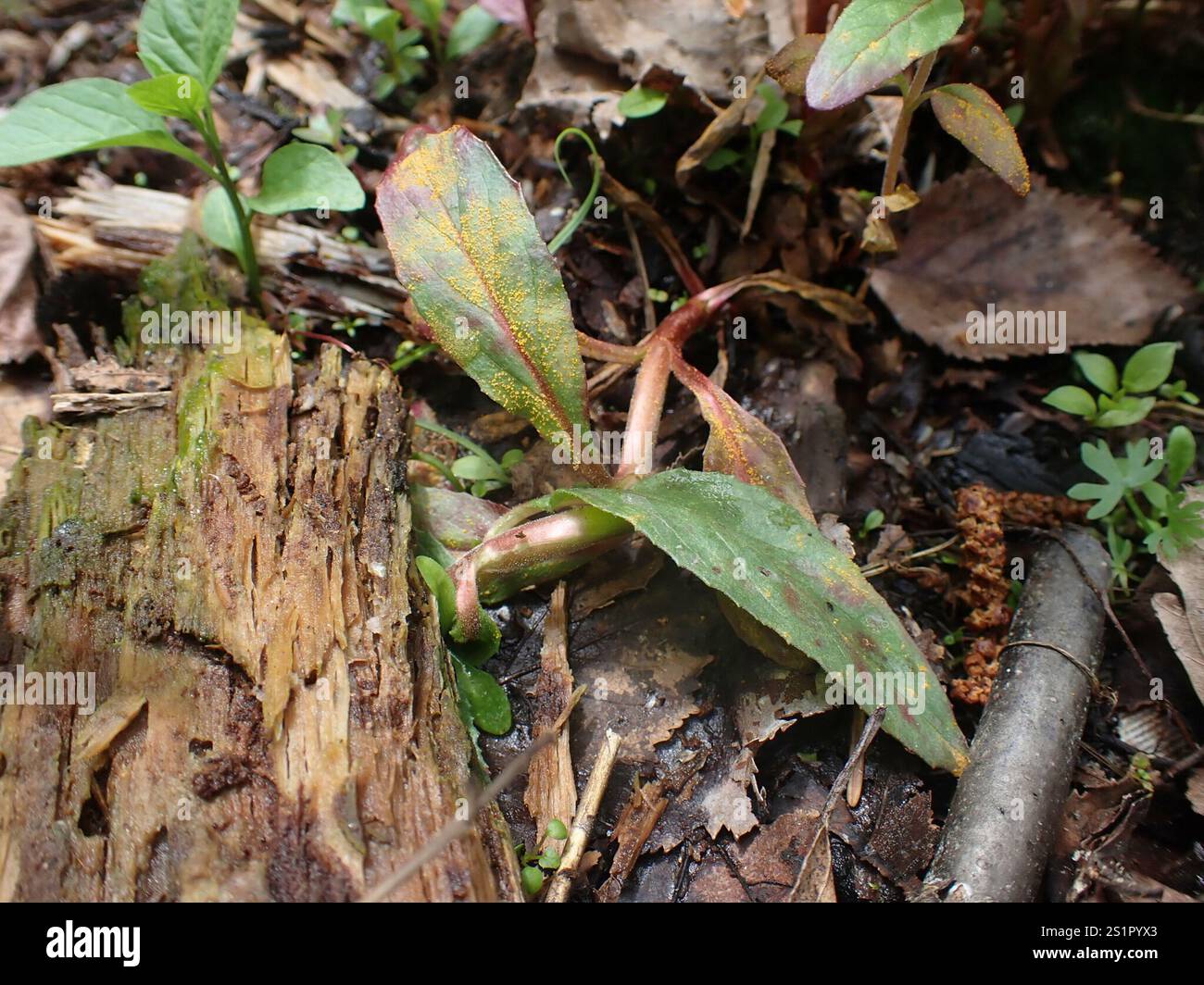 rust fungi (Pucciniales Stock Photo - Alamy