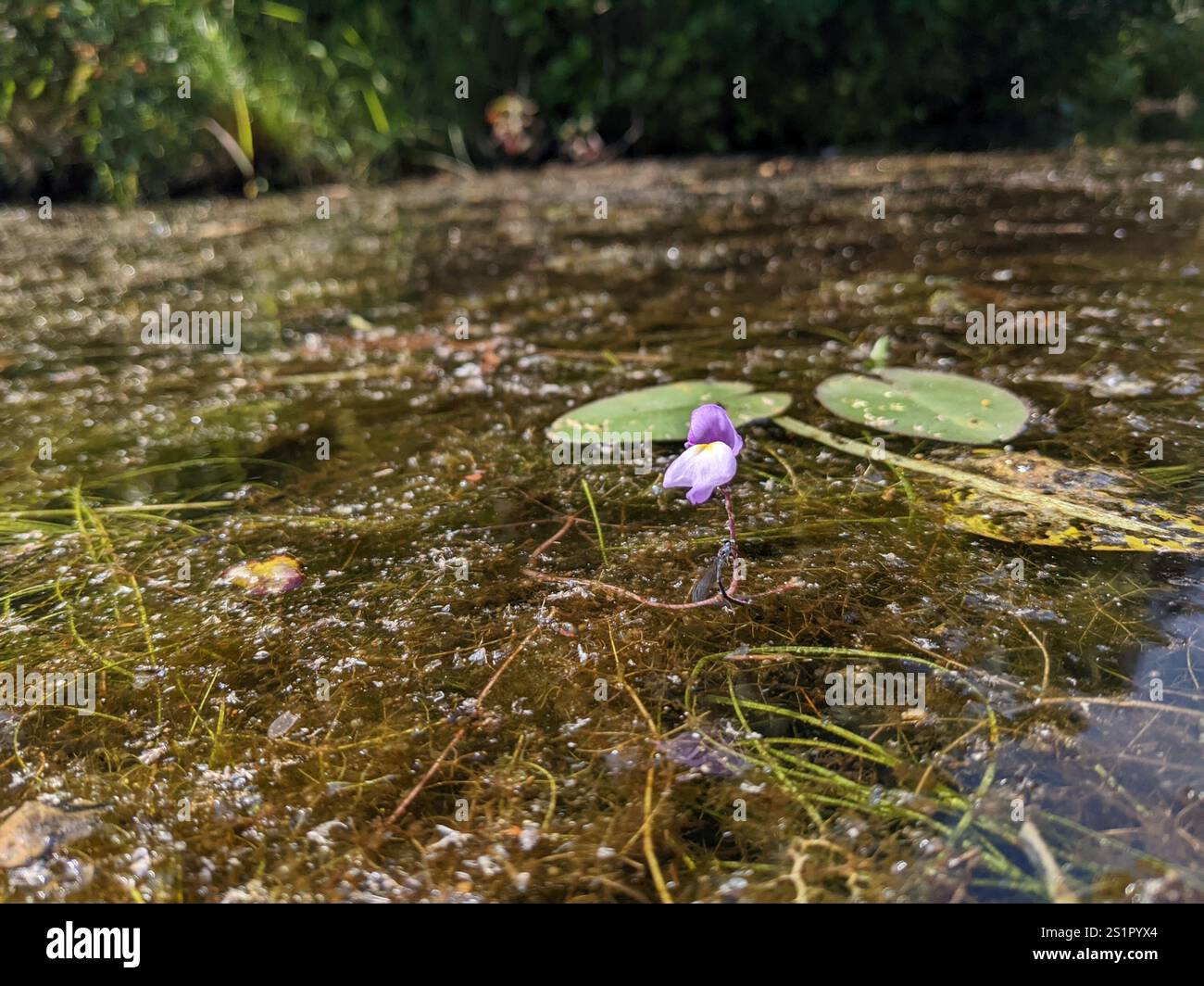Purple Bladderwort (Utricularia purpurea Stock Photo - Alamy