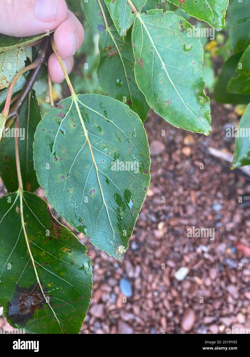 balsam poplar (Populus balsamifera Stock Photo - Alamy
