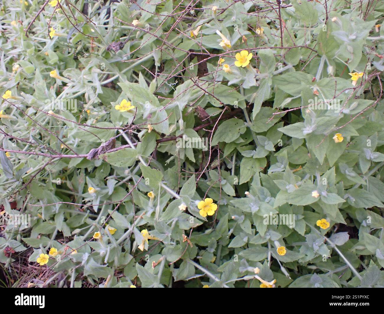 wing-leaf monkeyflower (Erythranthe ptilota Stock Photo - Alamy