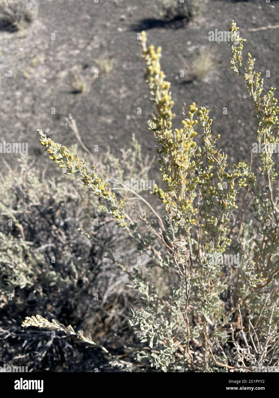 Big Sagebrush (Artemisia tridentata Stock Photo - Alamy