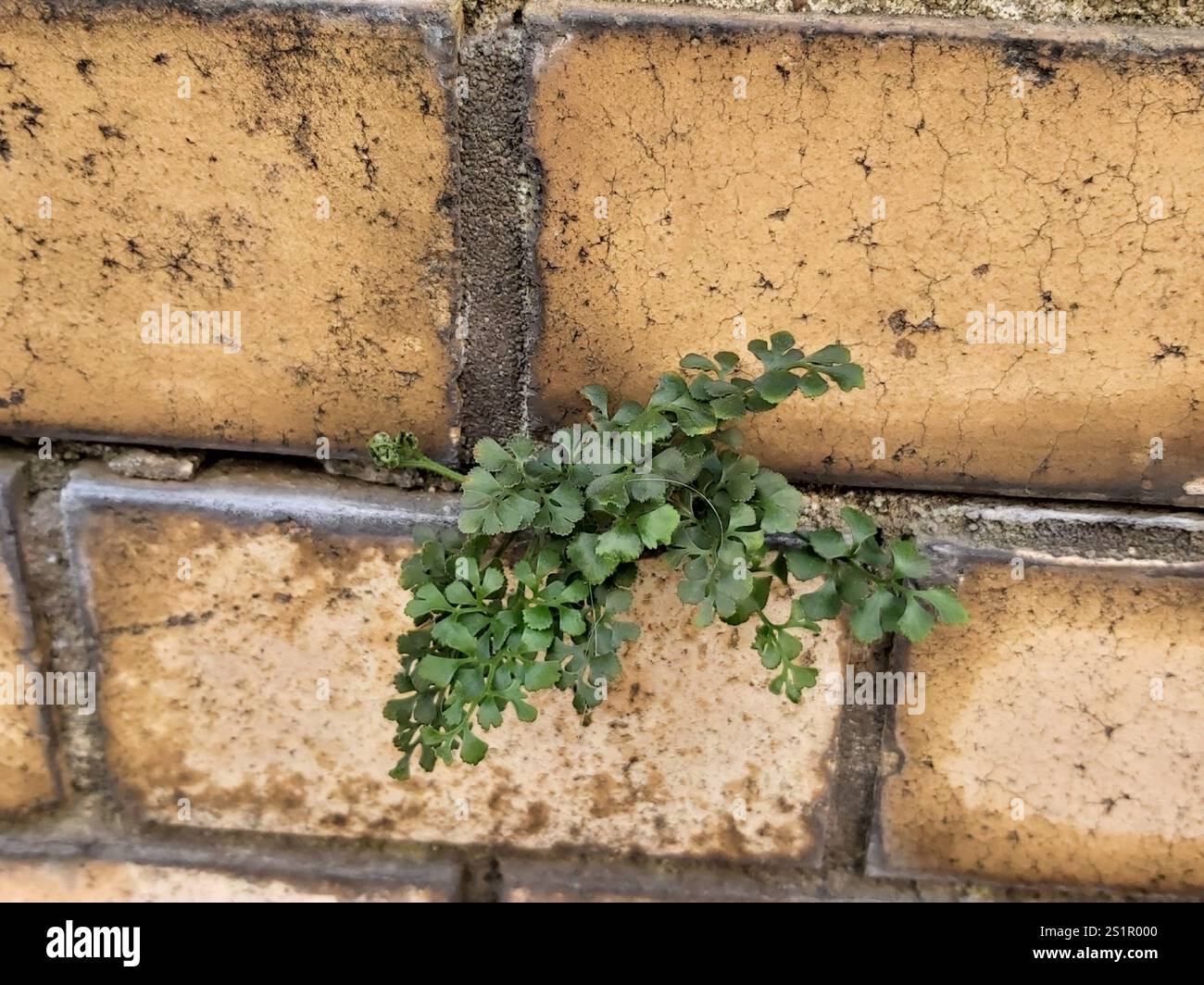 wall-rue (Asplenium ruta-muraria Stock Photo - Alamy