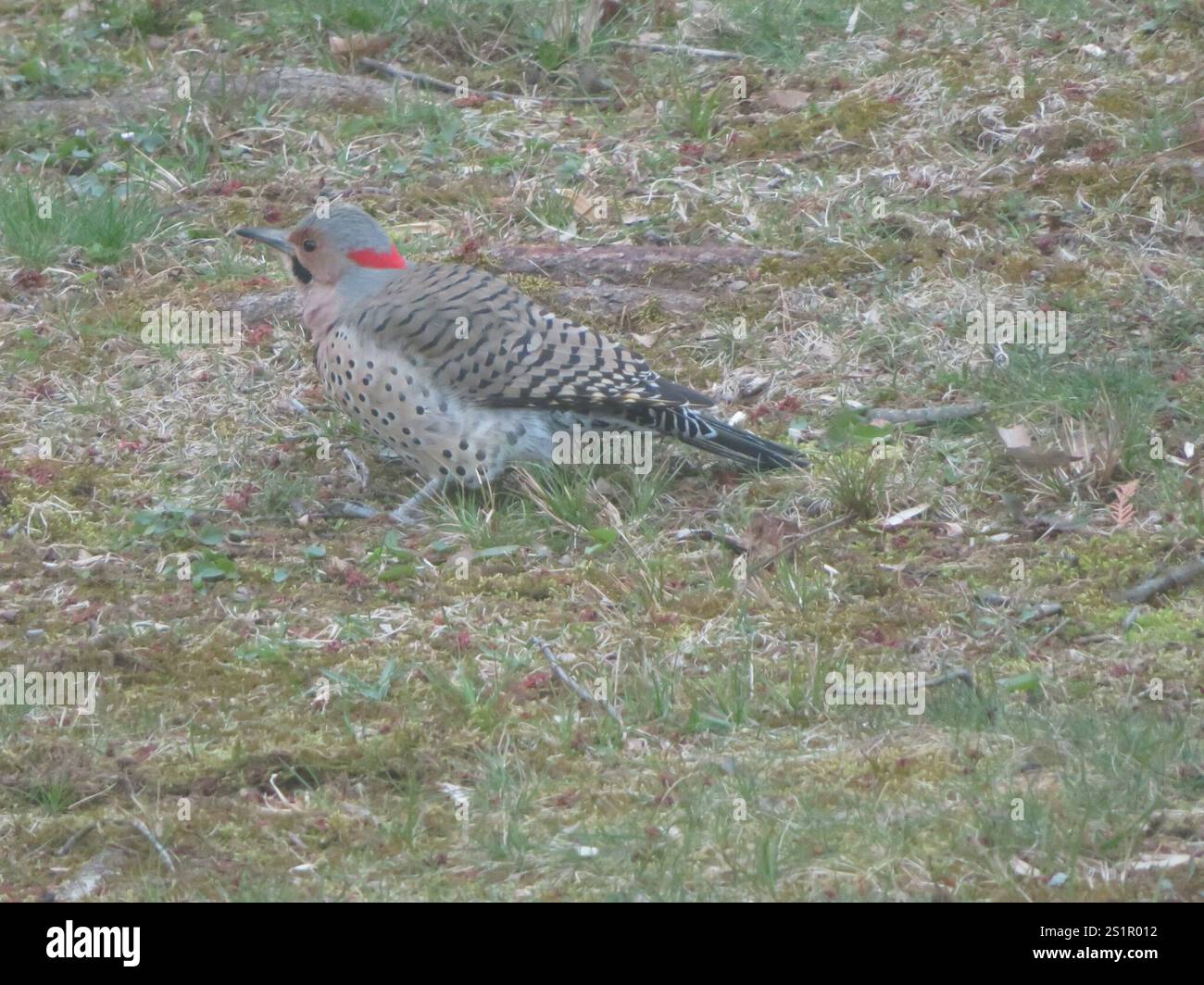Northern Flicker (Colaptes auratus Stock Photo - Alamy