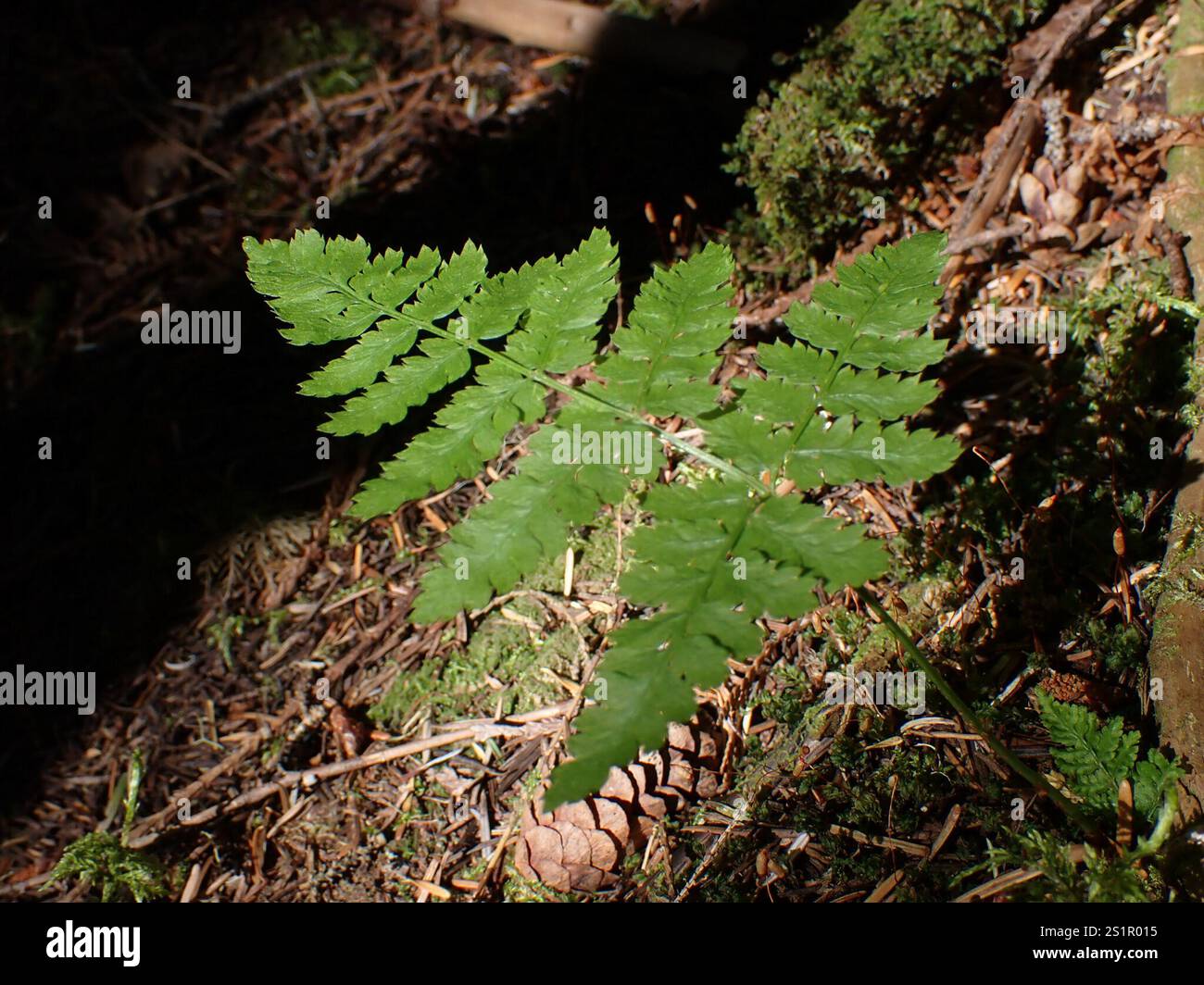 spreading wood fern (Dryopteris expansa Stock Photo - Alamy