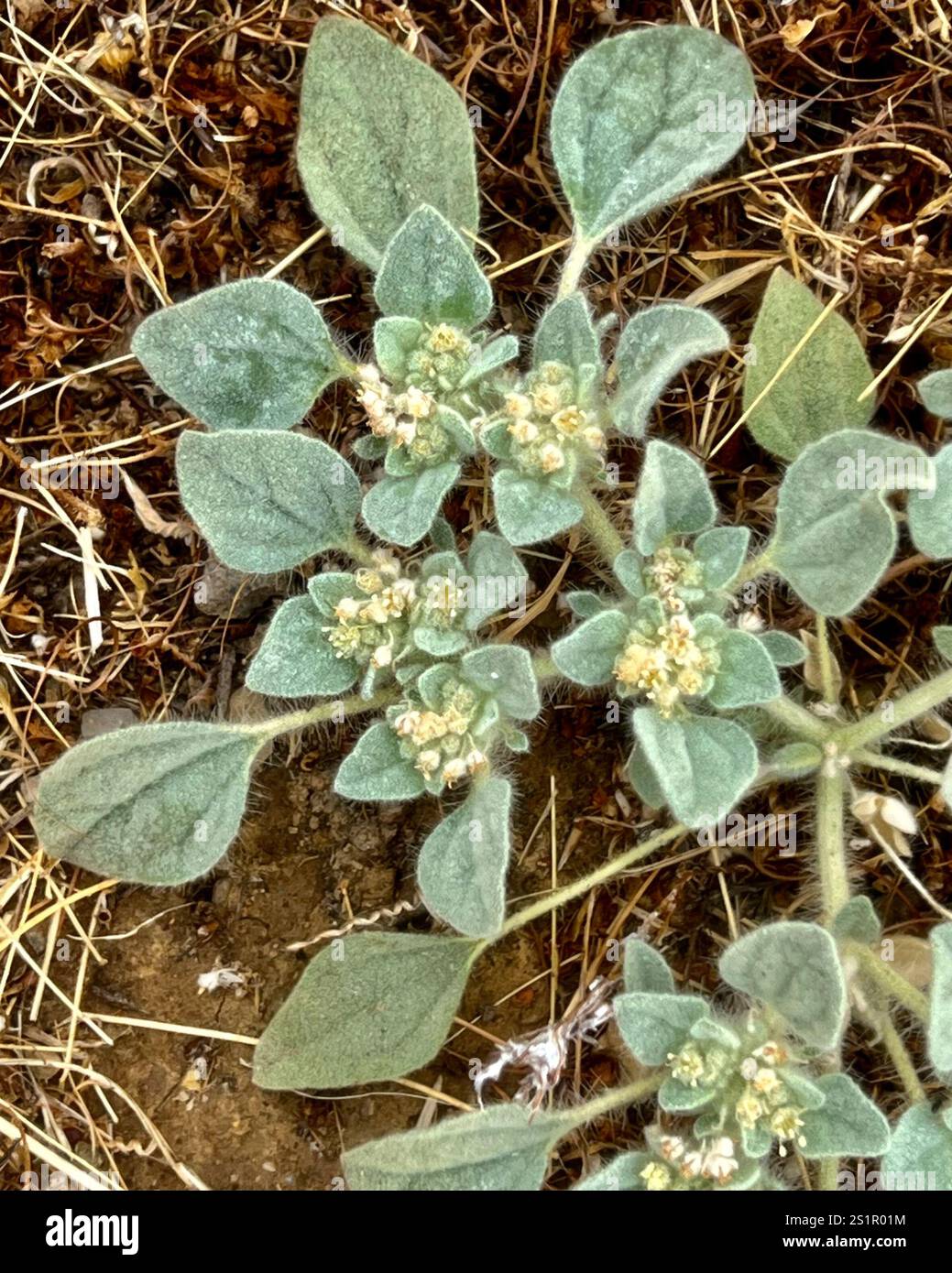 turkey mullein (Croton setiger Stock Photo - Alamy
