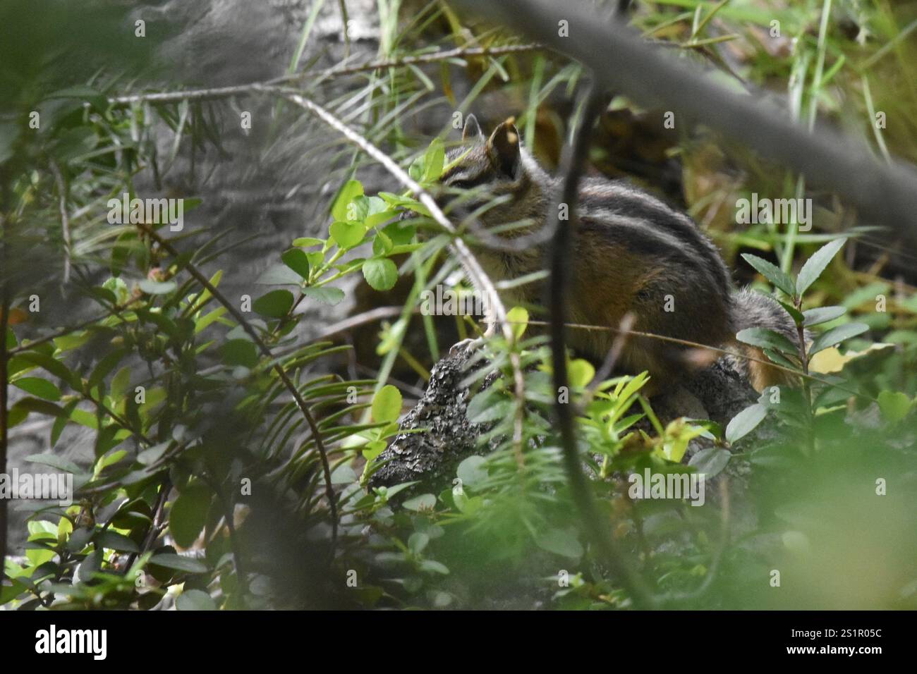 Yellow-pine Chipmunk (Neotamias amoenus Stock Photo - Alamy