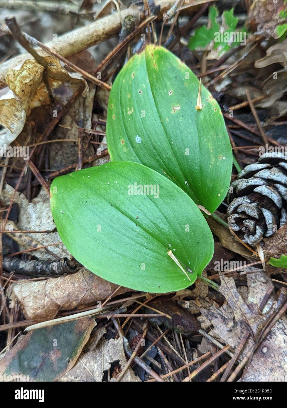 Canada mayflower (Maianthemum canadense Stock Photo - Alamy