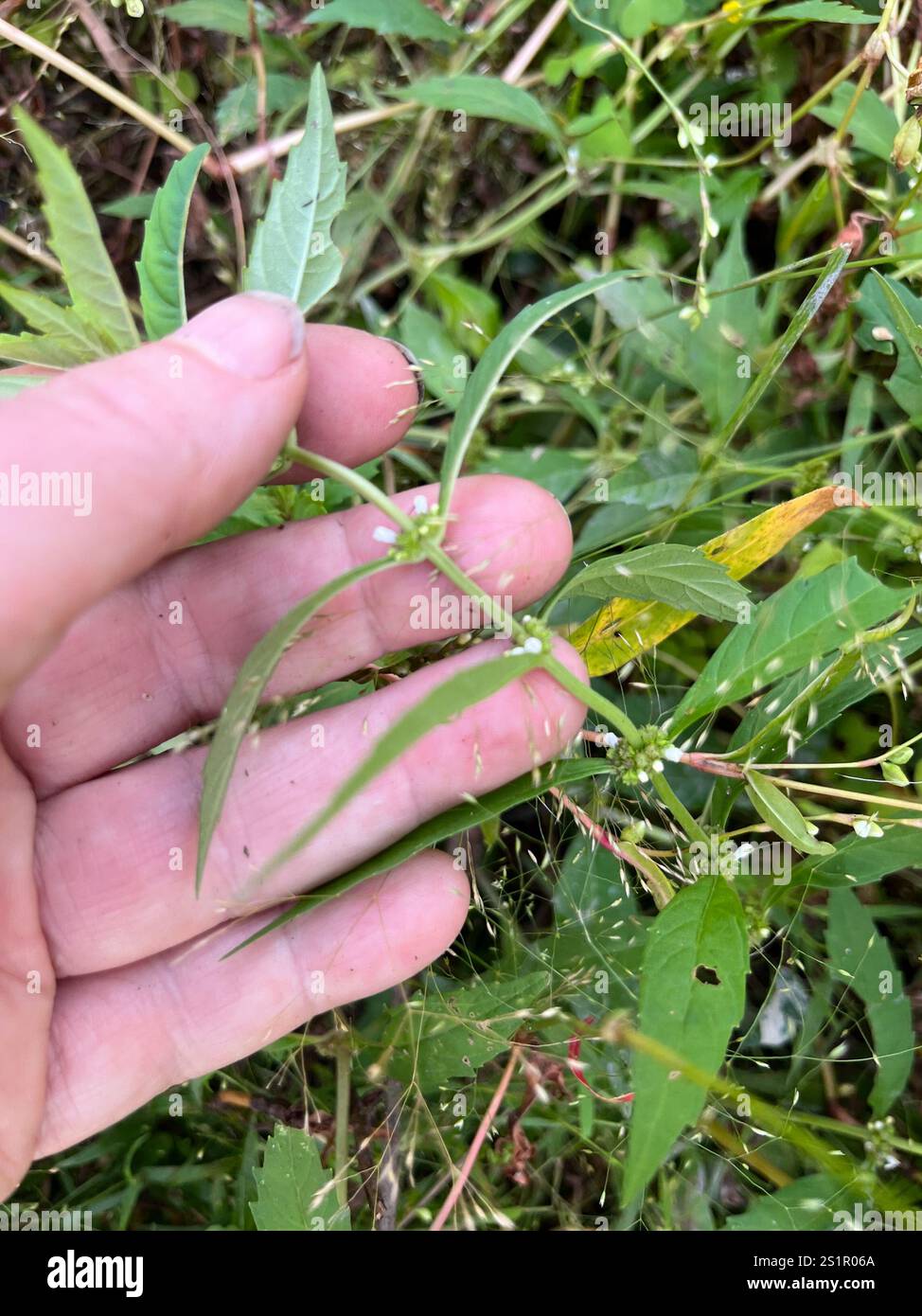 northern bugleweed (Lycopus uniflorus Stock Photo - Alamy