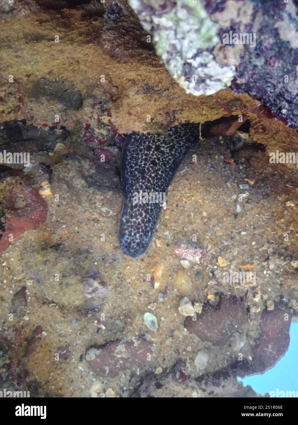 Spotted Moray (Gymnothorax moringa Stock Photo - Alamy