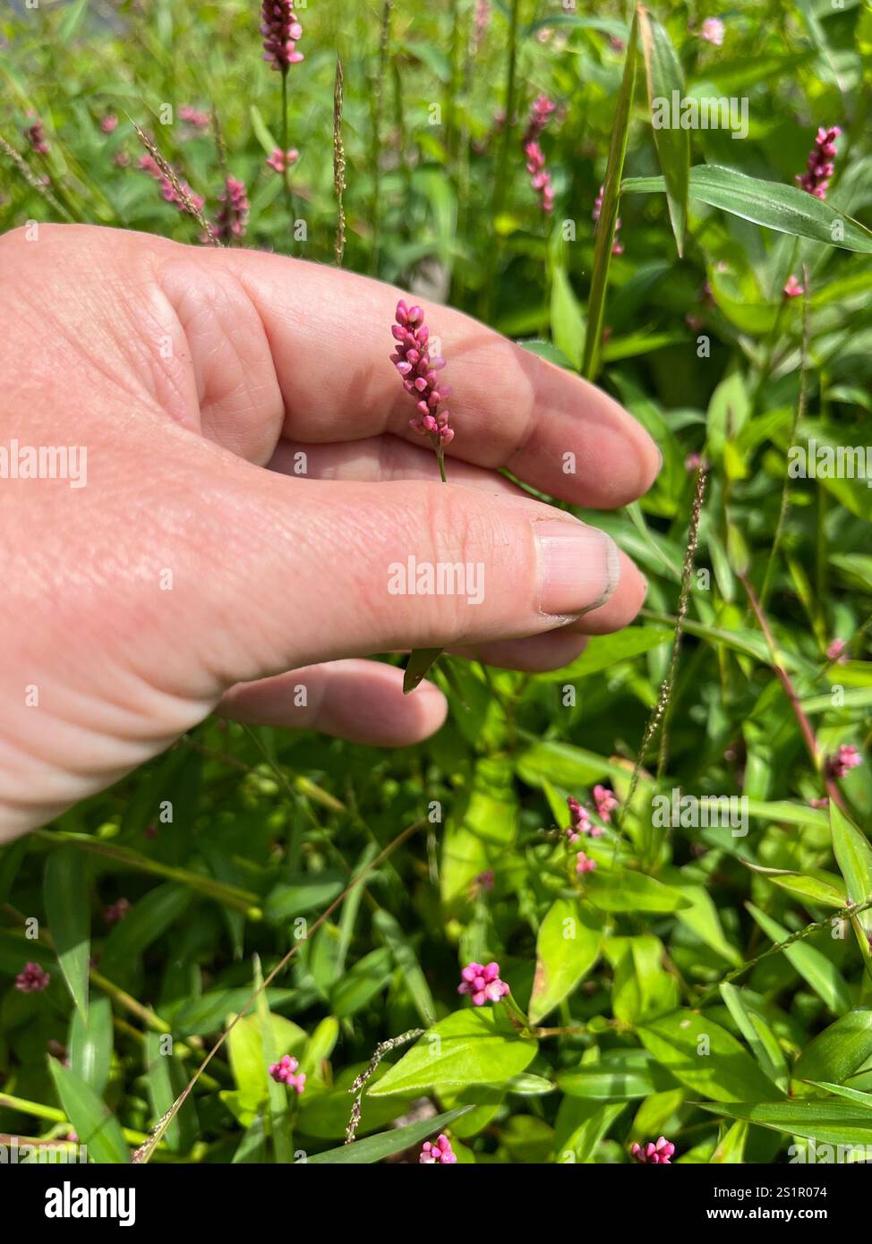 low smartweed (Persicaria longiseta Stock Photo - Alamy