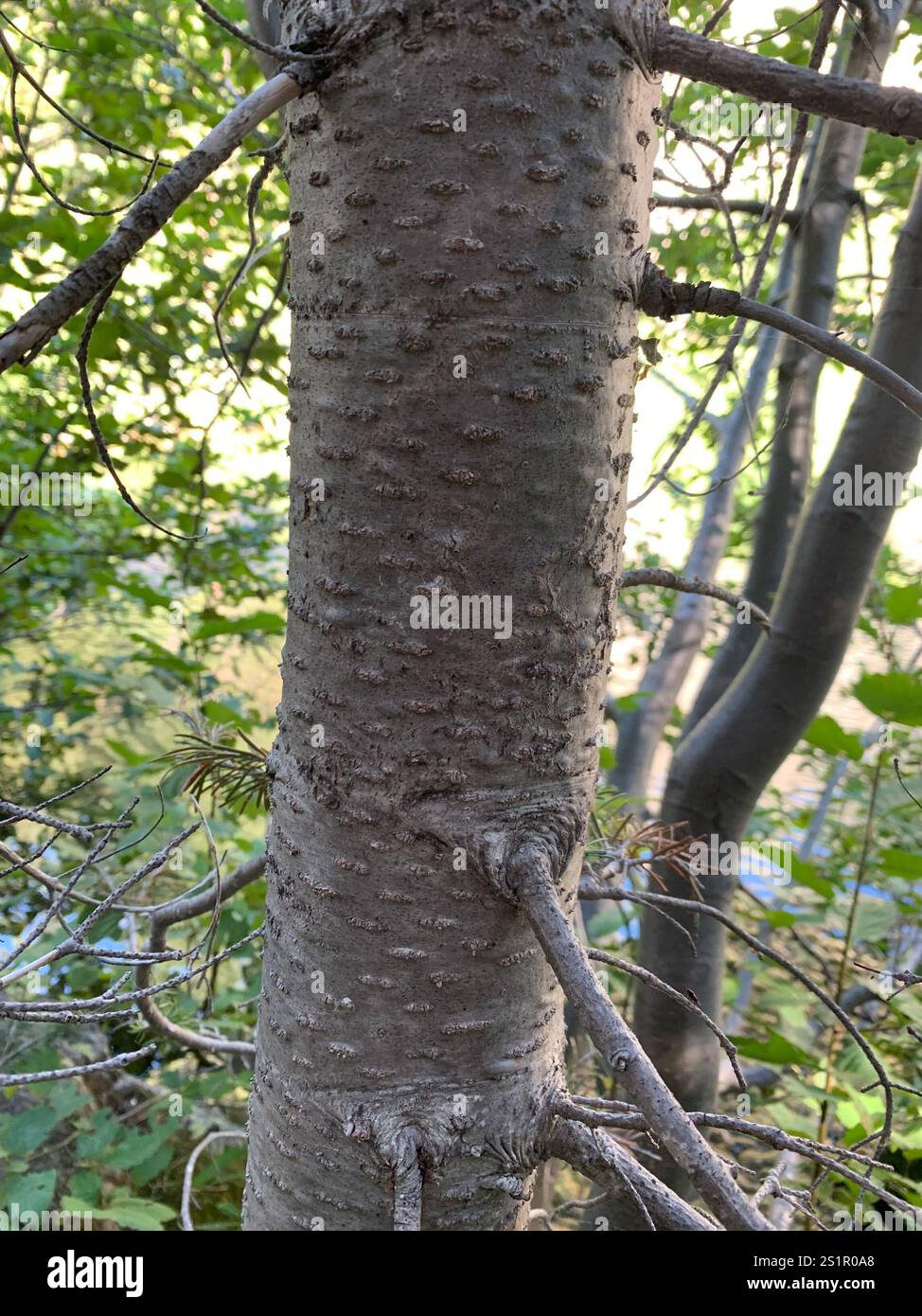 grey alder (Alnus incana Stock Photo - Alamy