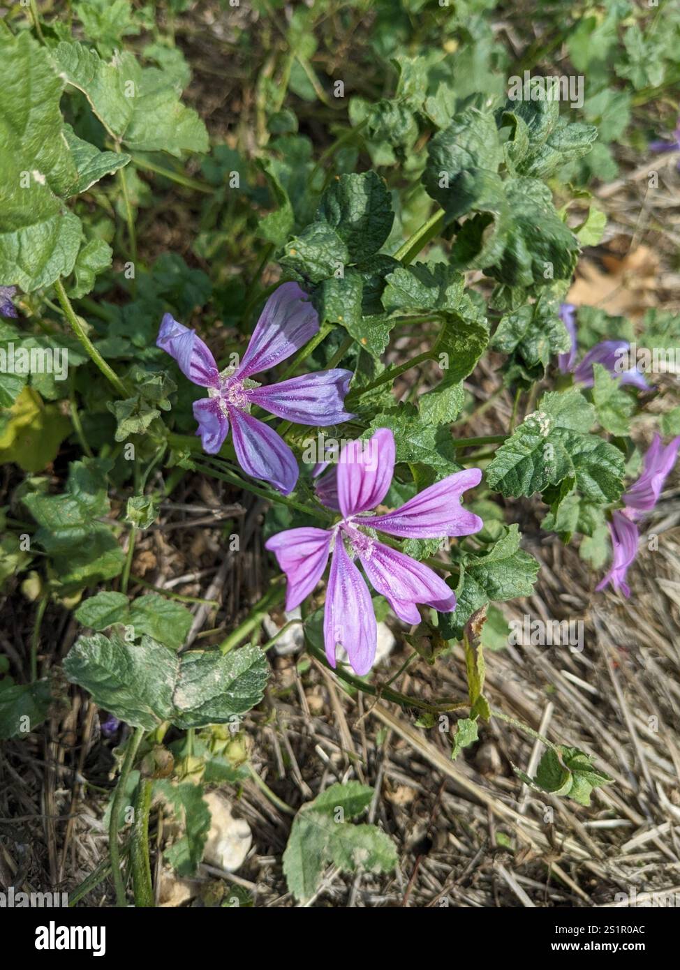 Common Mallow (Malva sylvestris Stock Photo - Alamy
