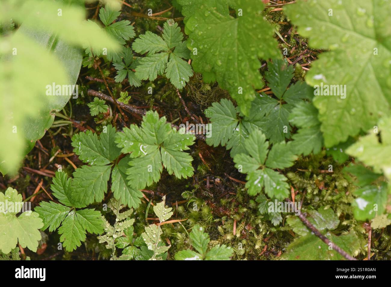 Five-leaf Dwarf Bramble (Rubus pedatus Stock Photo - Alamy