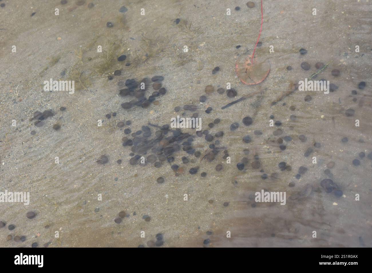 Mare's Eggs (Nostoc pruniforme Stock Photo - Alamy