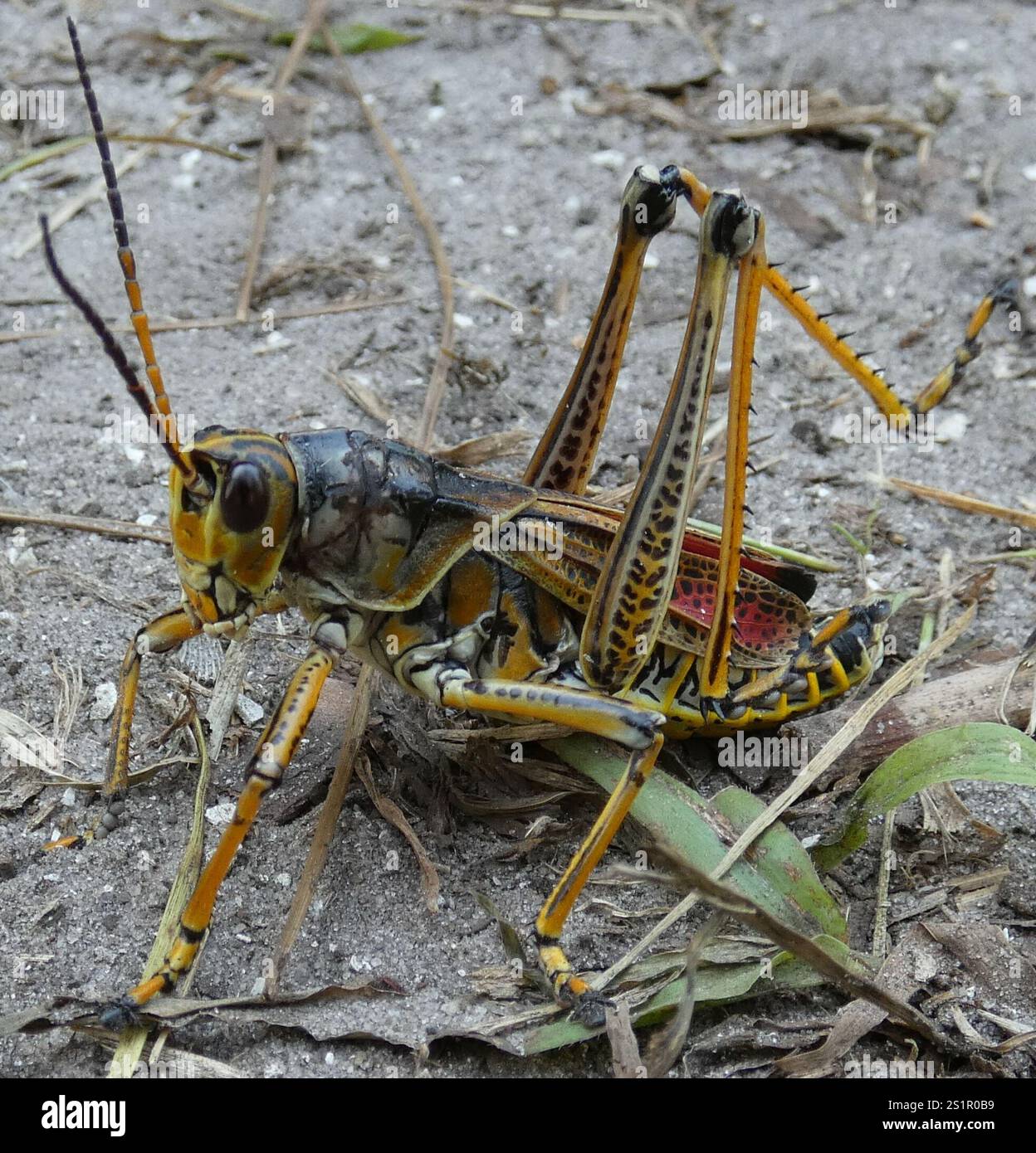 Eastern Lubber Grasshopper (Romalea microptera Stock Photo - Alamy