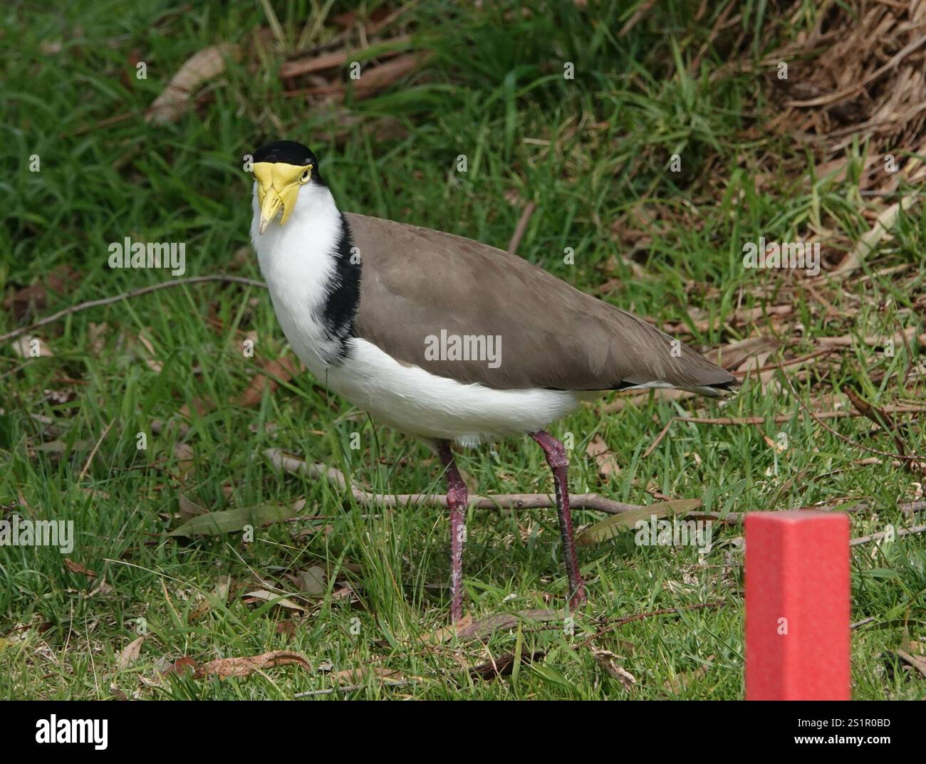 Black-shouldered Masked Lapwing (Vanellus miles novaehollandiae Stock ...