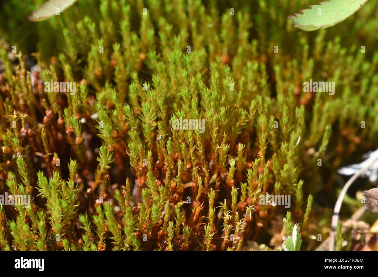 Bog Haircap Moss (Polytrichum strictum Stock Photo - Alamy