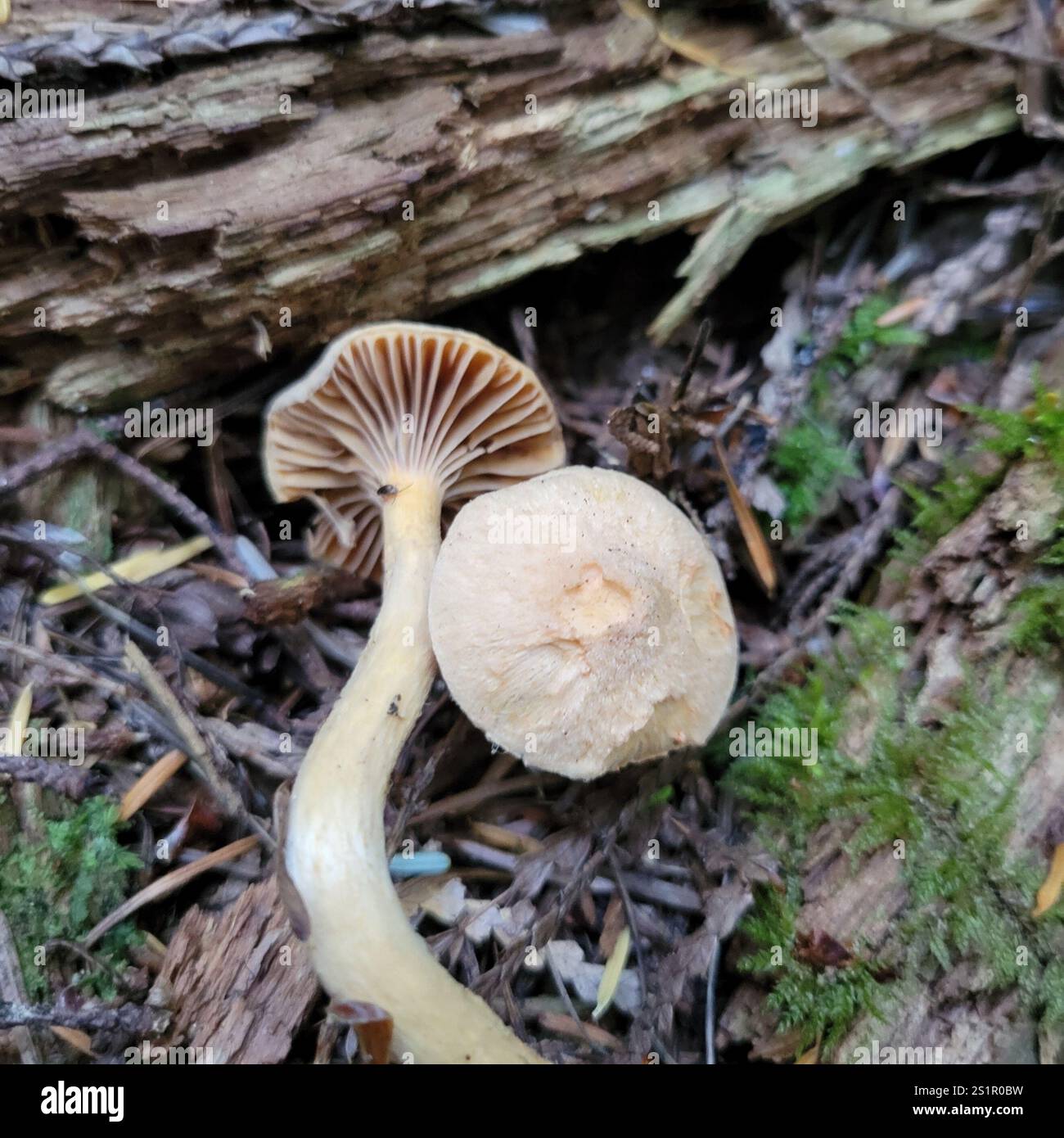Woolly Pine Spike (Chroogomphus tomentosus Stock Photo - Alamy