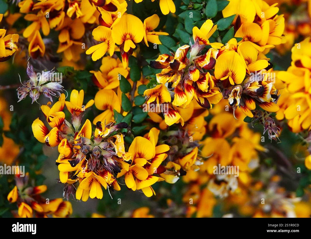 golden bush-pea (Pultenaea gunnii Stock Photo - Alamy