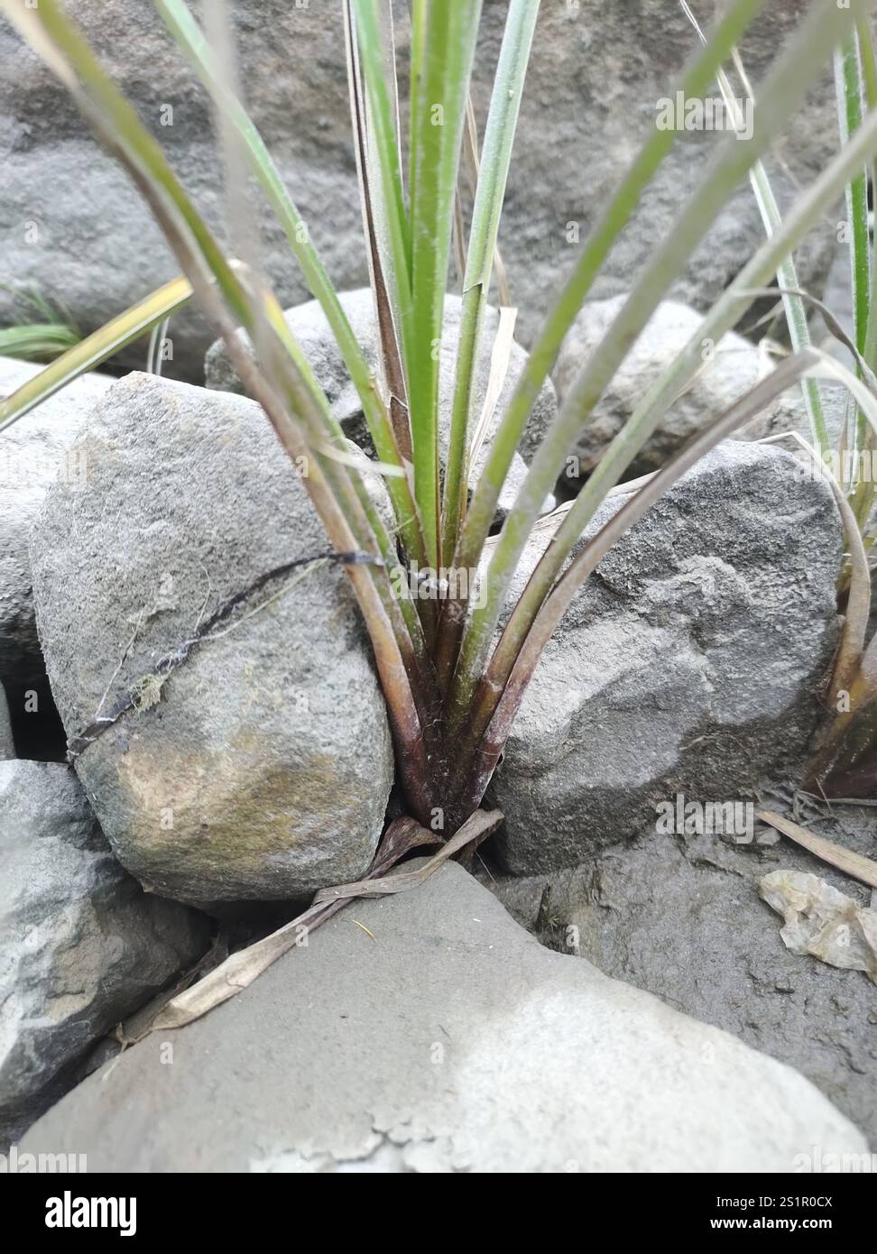 Panicled Bulrush (Scirpus microcarpus Stock Photo - Alamy