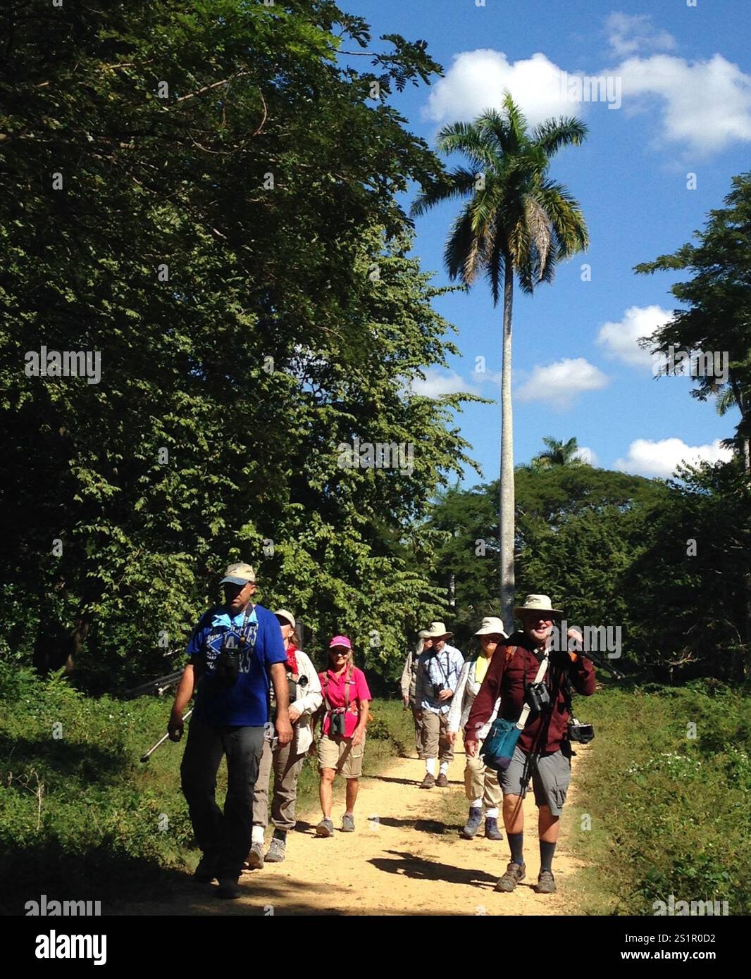 Royal Palm (Roystonea regia Stock Photo - Alamy