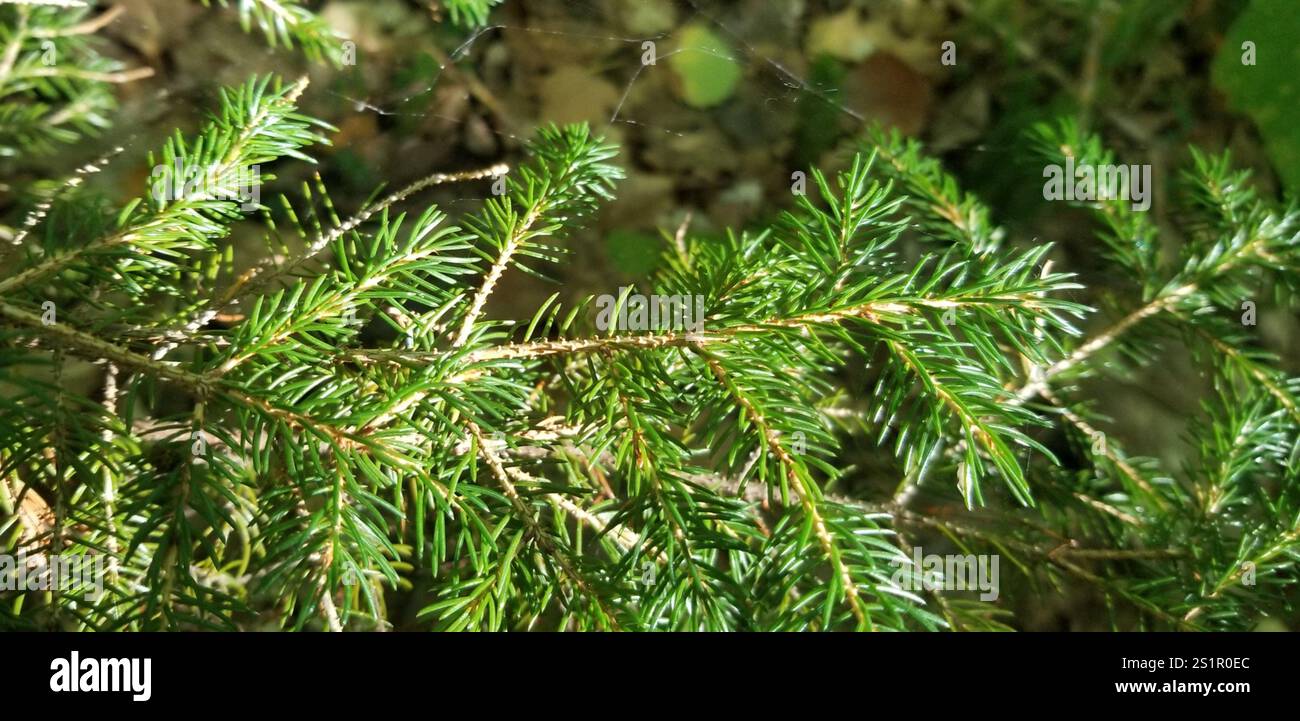 red spruce (Picea rubens Stock Photo - Alamy