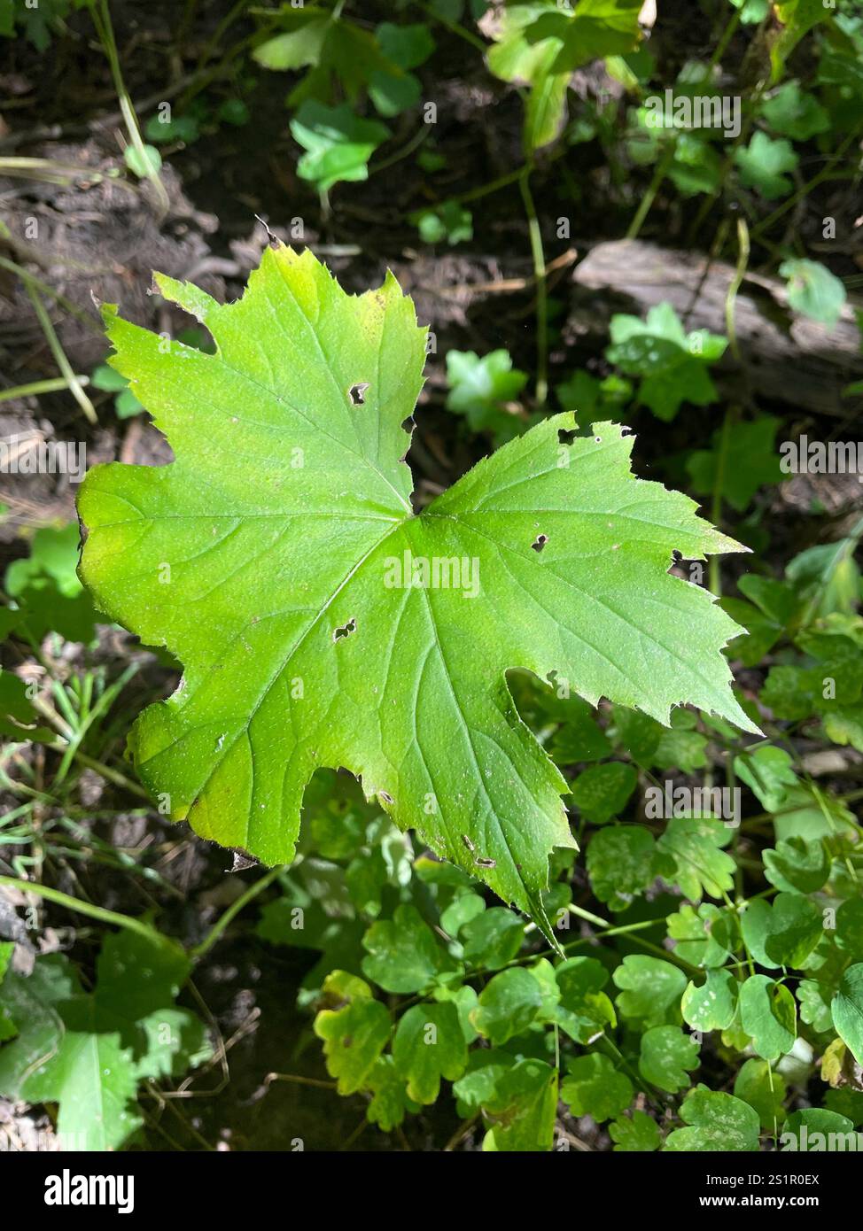 Broad-leaf Waterleaf (Hydrophyllum canadense Stock Photo - Alamy