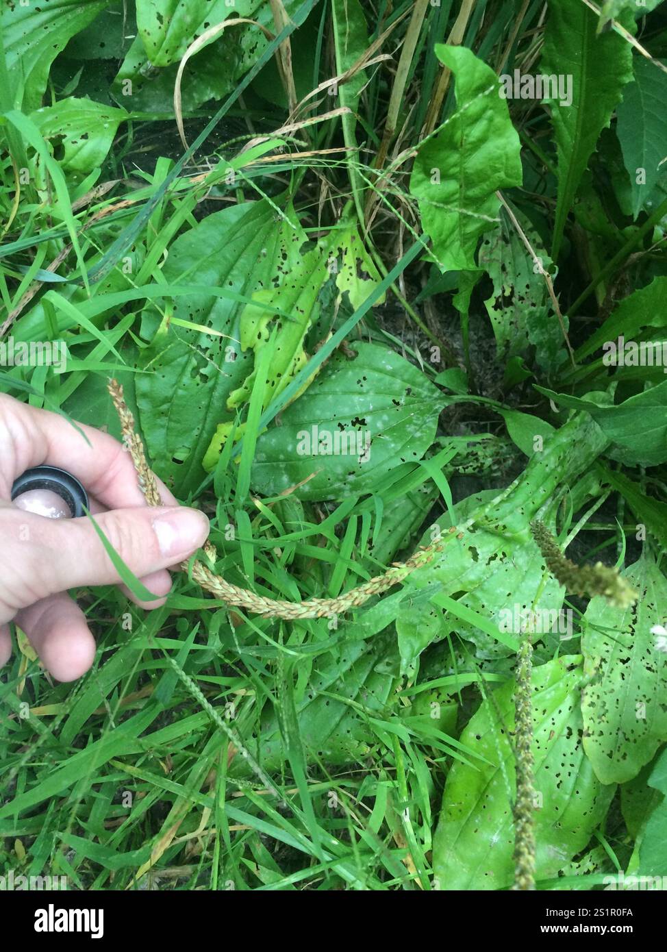 American plantain (Plantago rugelii Stock Photo - Alamy