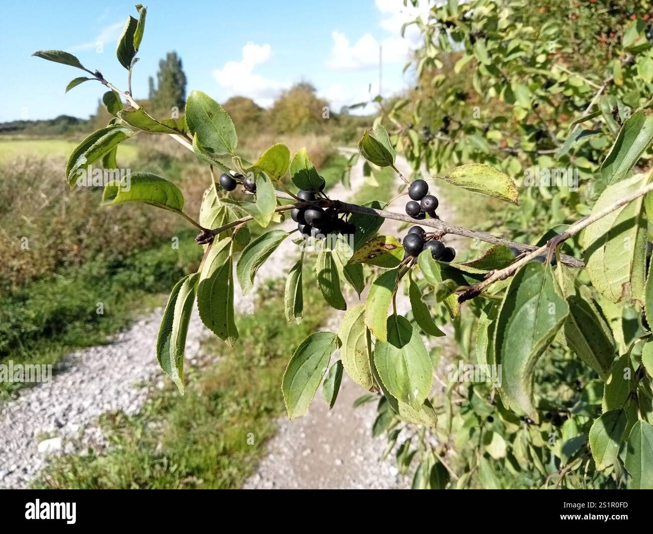 common buckthorn (Rhamnus cathartica Stock Photo - Alamy