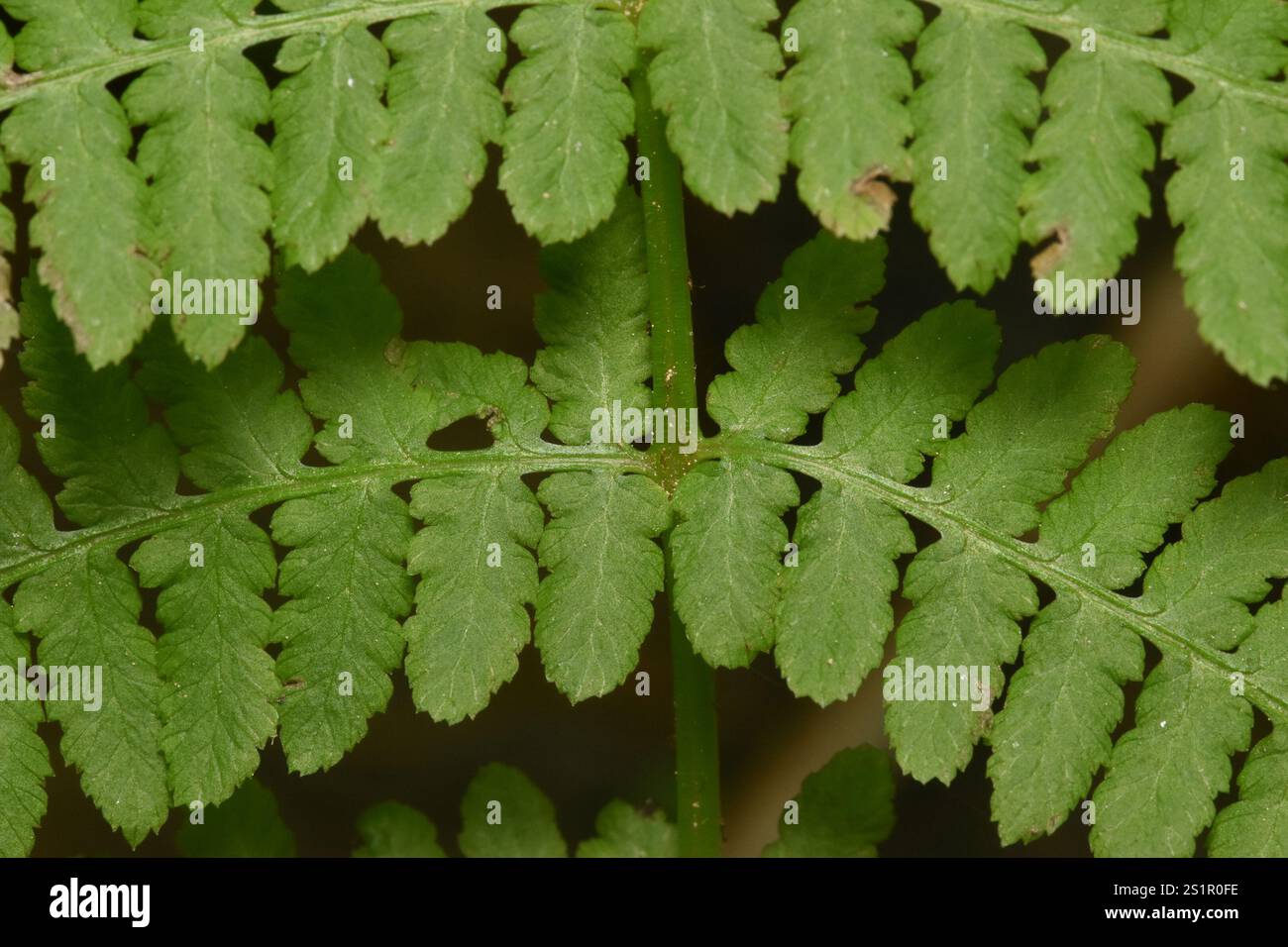 lady fern (Athyrium filix-femina Stock Photo - Alamy
