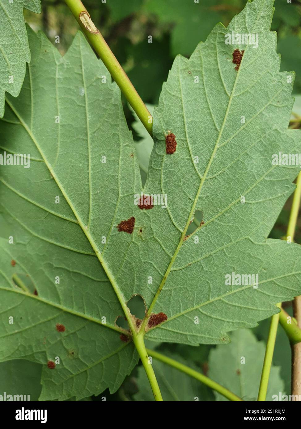 Sycamore Felt Gall Mite (Aceria pseudoplatani Stock Photo - Alamy