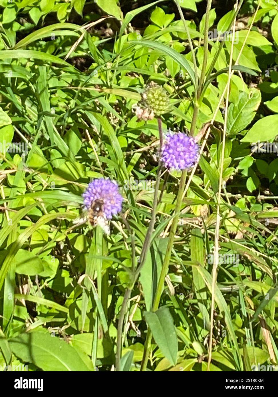 Devil's-bit Scabious (Succisa pratensis Stock Photo - Alamy