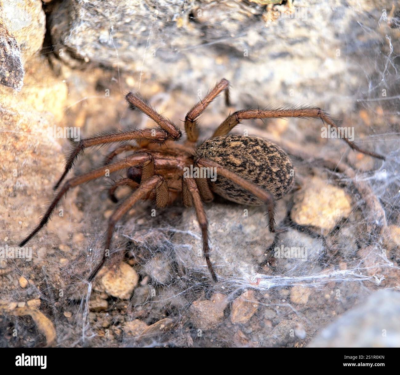 Hobo Spider (Eratigena agrestis Stock Photo - Alamy