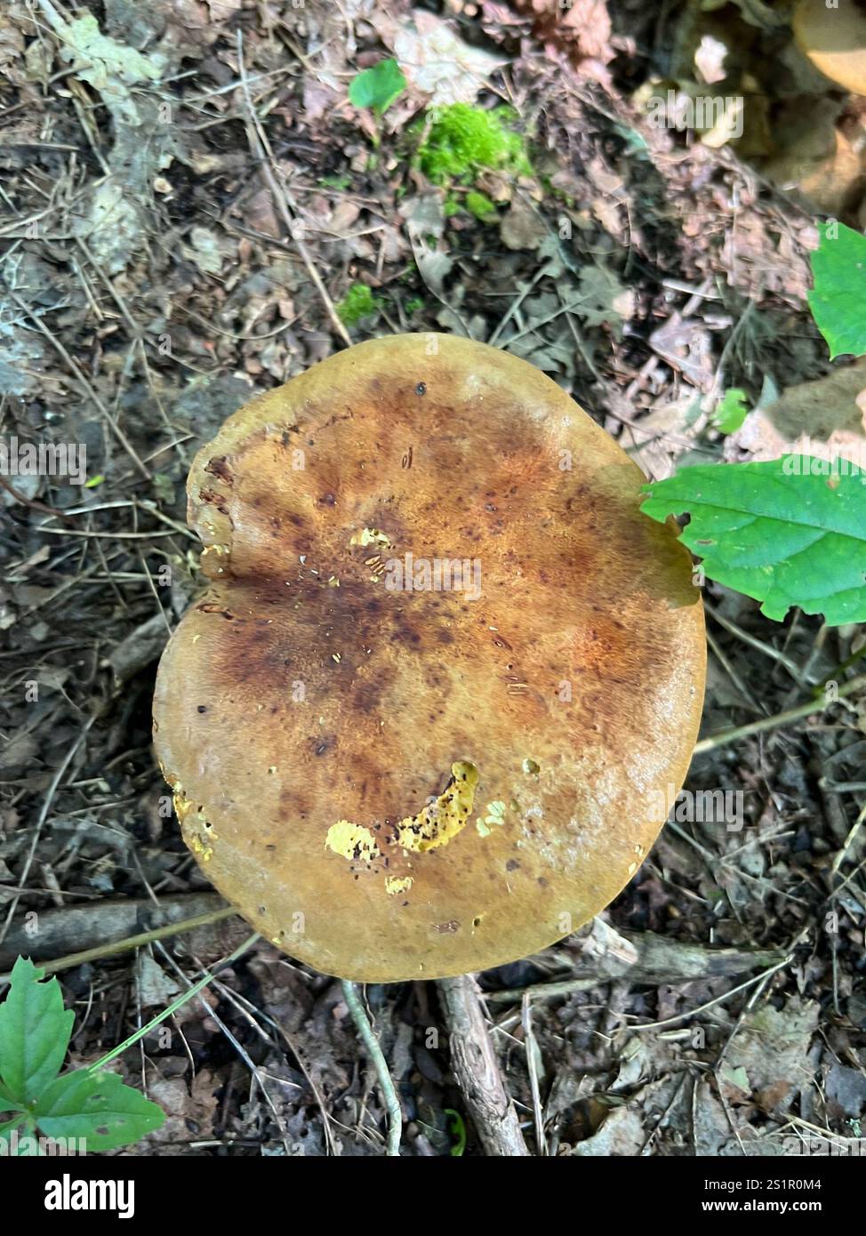 ash-tree bolete (Boletinellus merulioides Stock Photo - Alamy