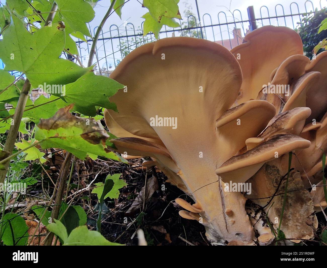 Giant Polypore (Meripilus giganteus Stock Photo - Alamy
