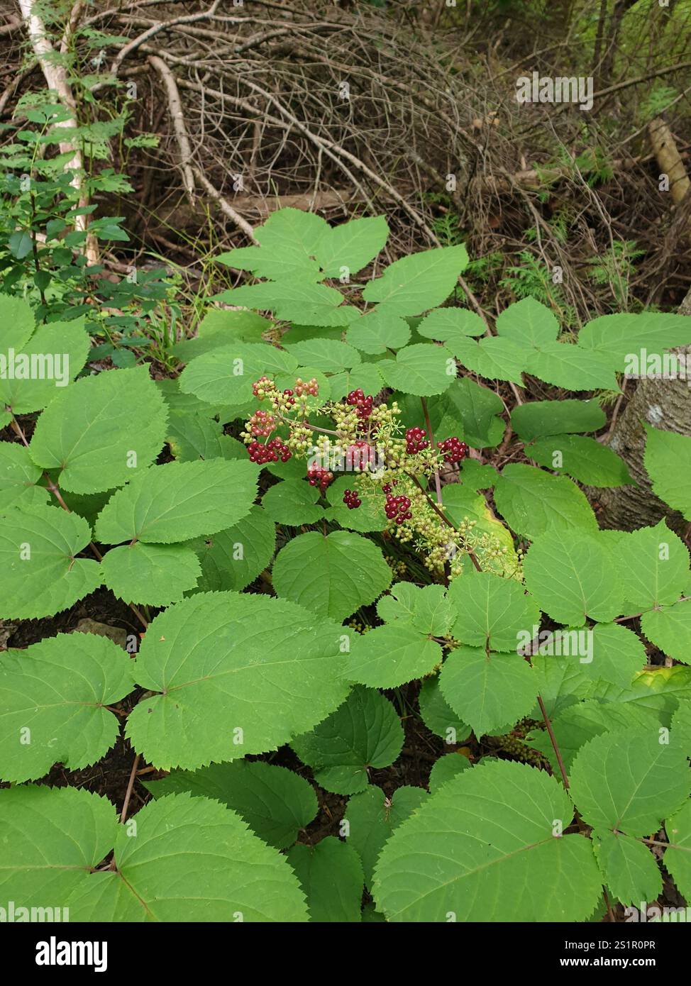 American spikenard (Aralia racemosa Stock Photo - Alamy