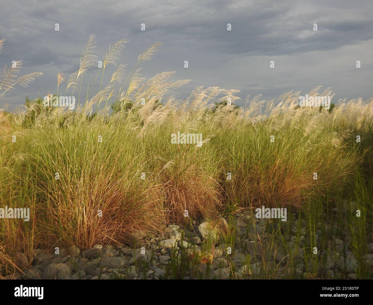 Wild Cane (Saccharum spontaneum Stock Photo - Alamy