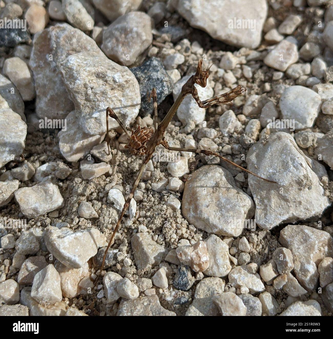 Mediterranean Conehead Mantis (Empusa pennata Stock Photo - Alamy
