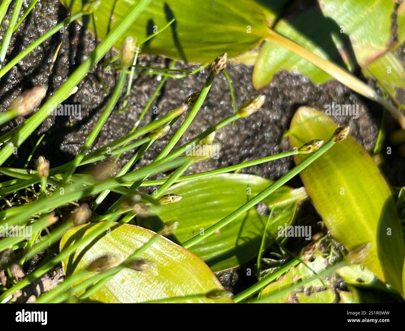 Yellow Spikerush (Eleocharis flavescens Stock Photo - Alamy