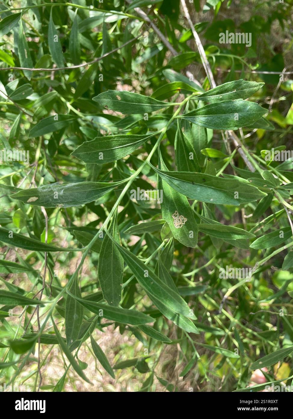 groundsel tree (Baccharis halimifolia Stock Photo - Alamy