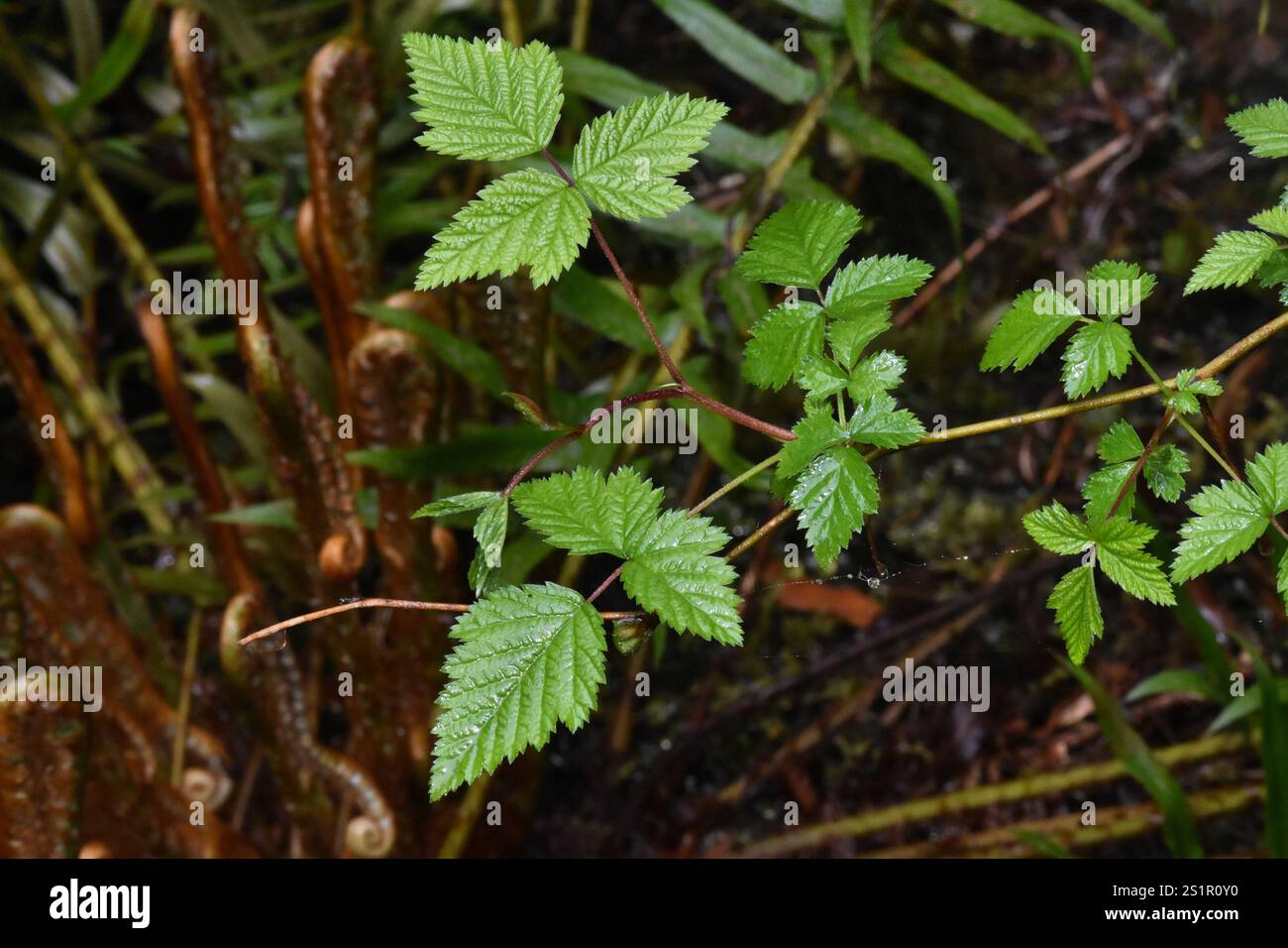 Salmonberry (Rubus spectabilis Stock Photo - Alamy