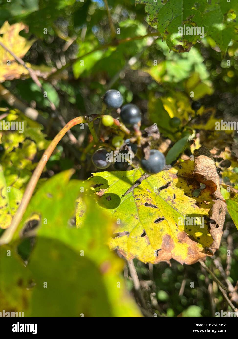 riverbank grape (Vitis riparia Stock Photo - Alamy