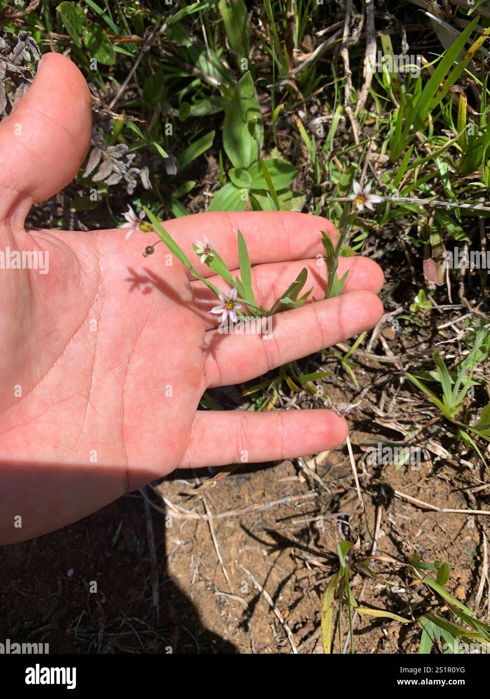 Blue Pigroot (Sisyrinchium micranthum Stock Photo - Alamy