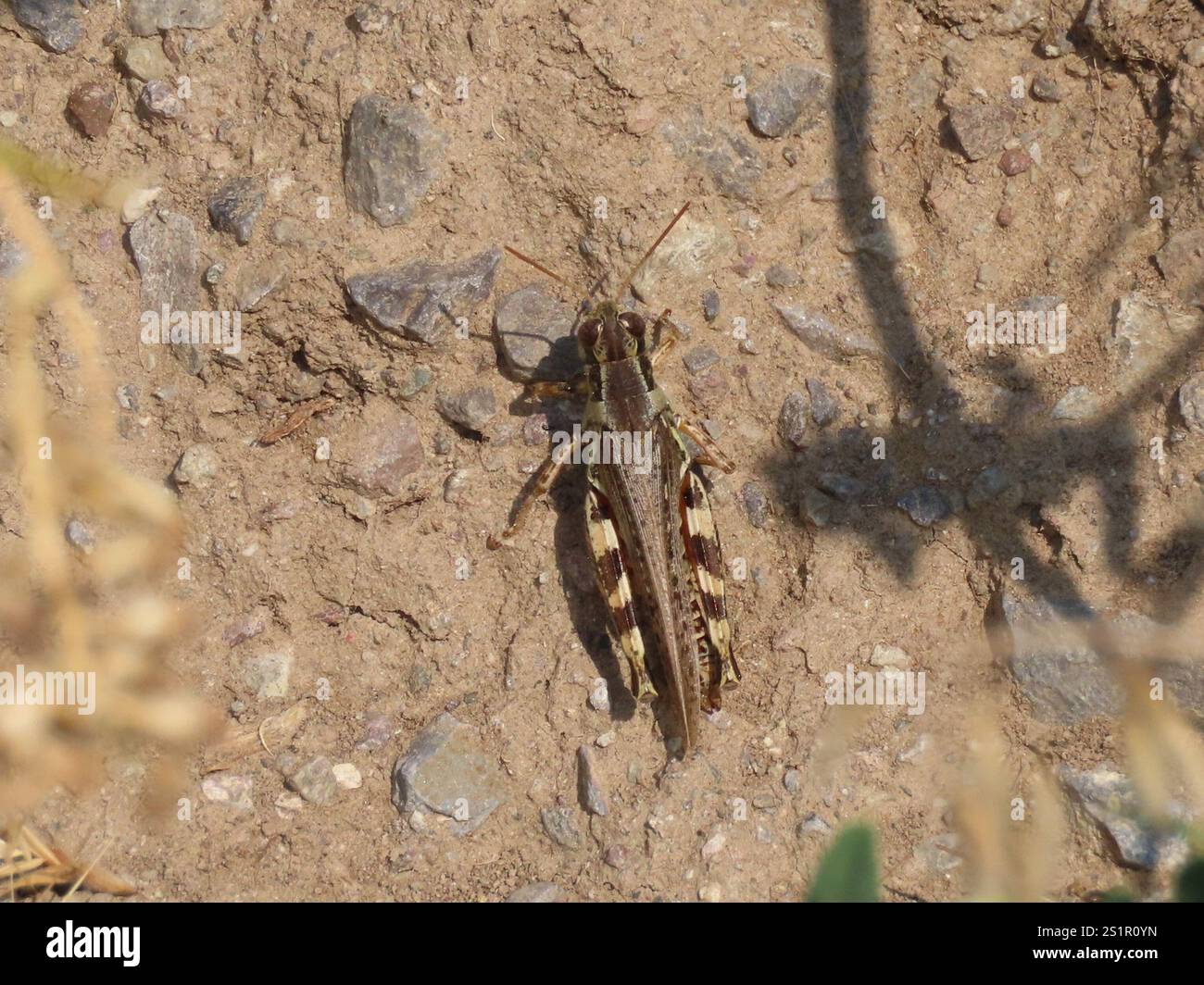 North American Spur-throated Grasshoppers (Melanoplus Stock Photo - Alamy