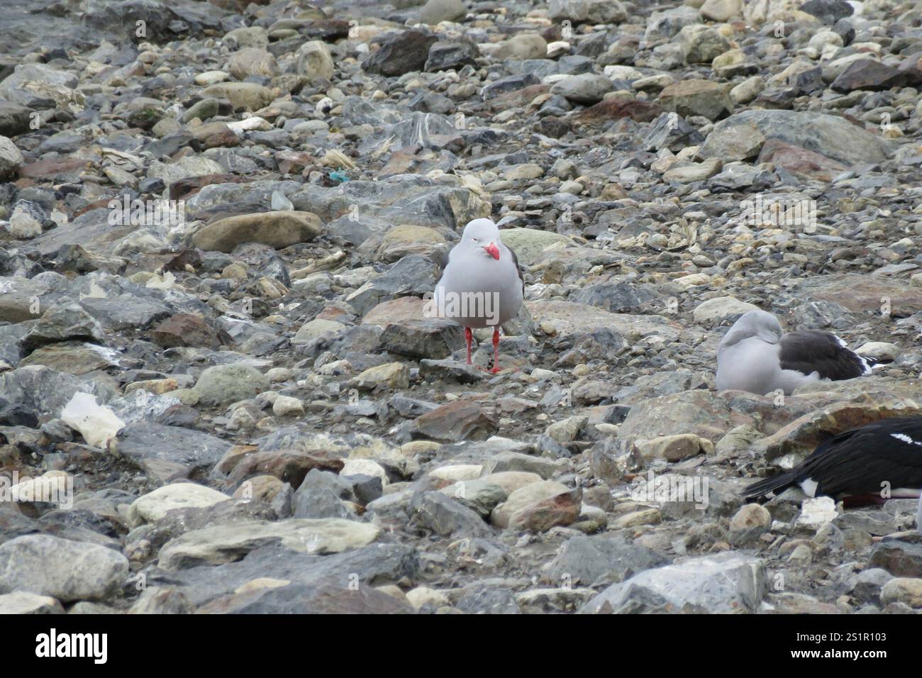 Dolphin Gull (Leucophaeus scoresbii Stock Photo - Alamy